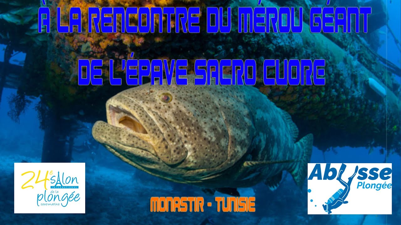 À la rencontre du mérou géant de l’épave «SACRO CUORE» - YouTube