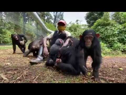 Rescued chimpanzees could lose home due to COVID - YouTube