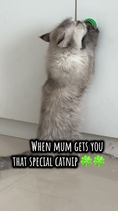 Me after catnip:“I can hear colors and taste gravity.” 😼🌈🌀 - YouTube