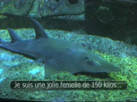 Requin ou Raie Guitare de l' île de la Réunion - YouTube