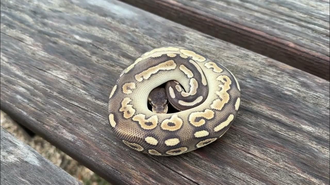 HH-2023-01-08 (F Savannah Ball Python) - YouTube