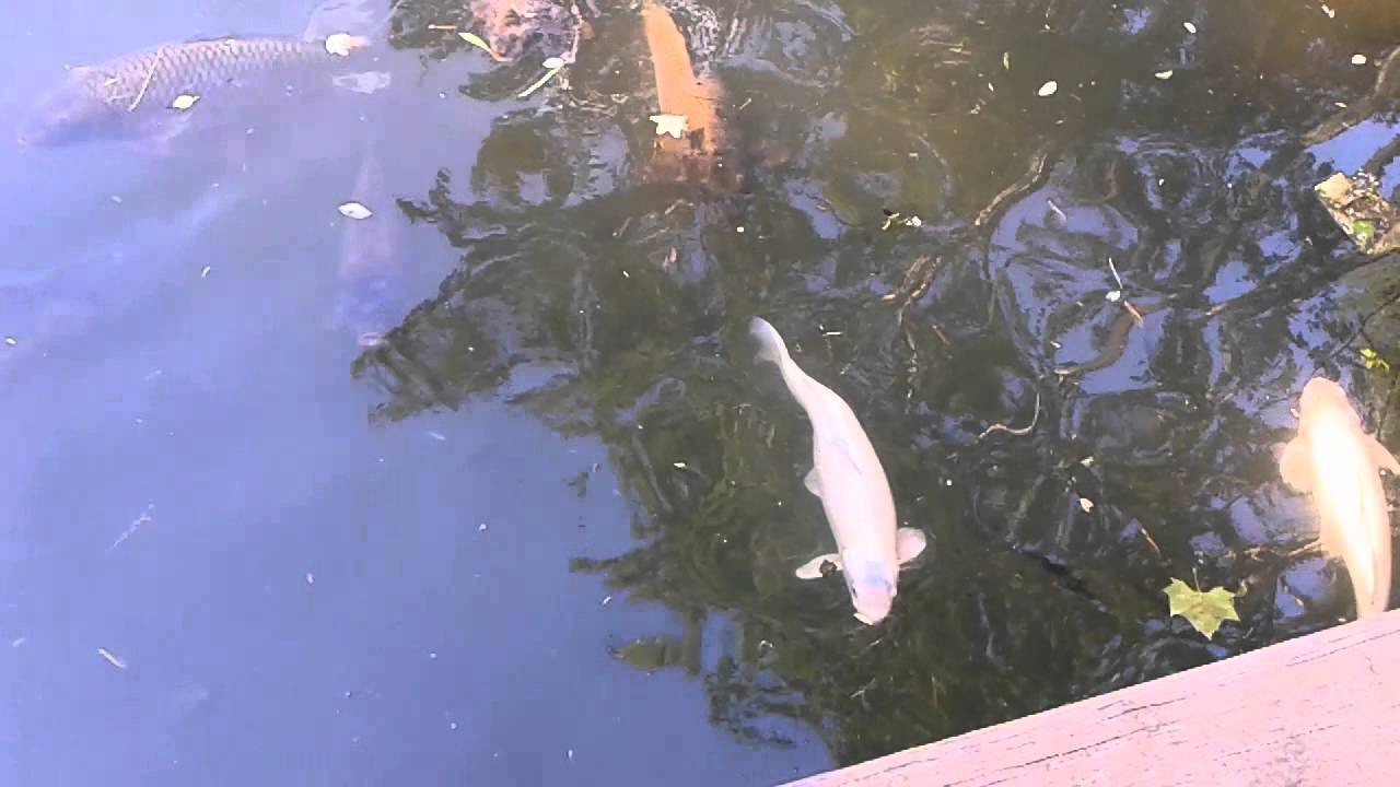 Japanese Koi Goldfish Carp Koy Coy - YouTube