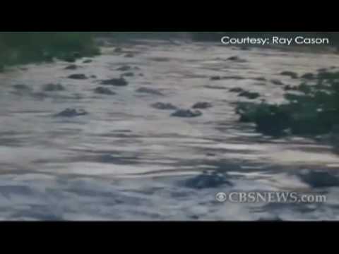 Alligator Feeding Frenzy Caught on Tape - YouTube