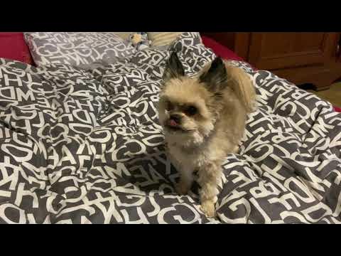 Необычные игры с собакой. Танец собаки или режим дурка активирован ...