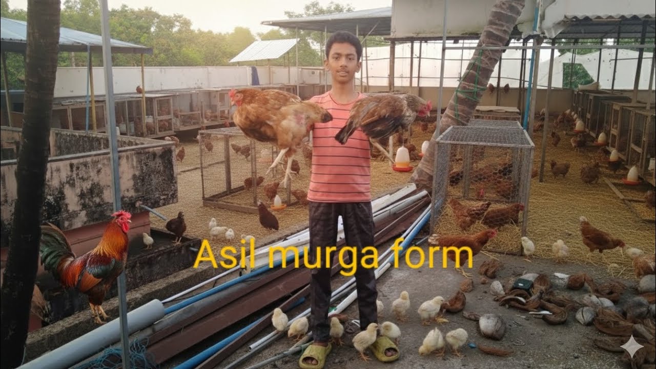 Asil murga form #funny#breds video 🐓 - YouTube