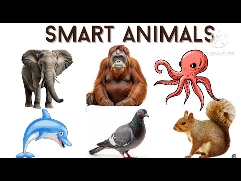 Name of smart animals in english for kids #english #animals #viral # ...