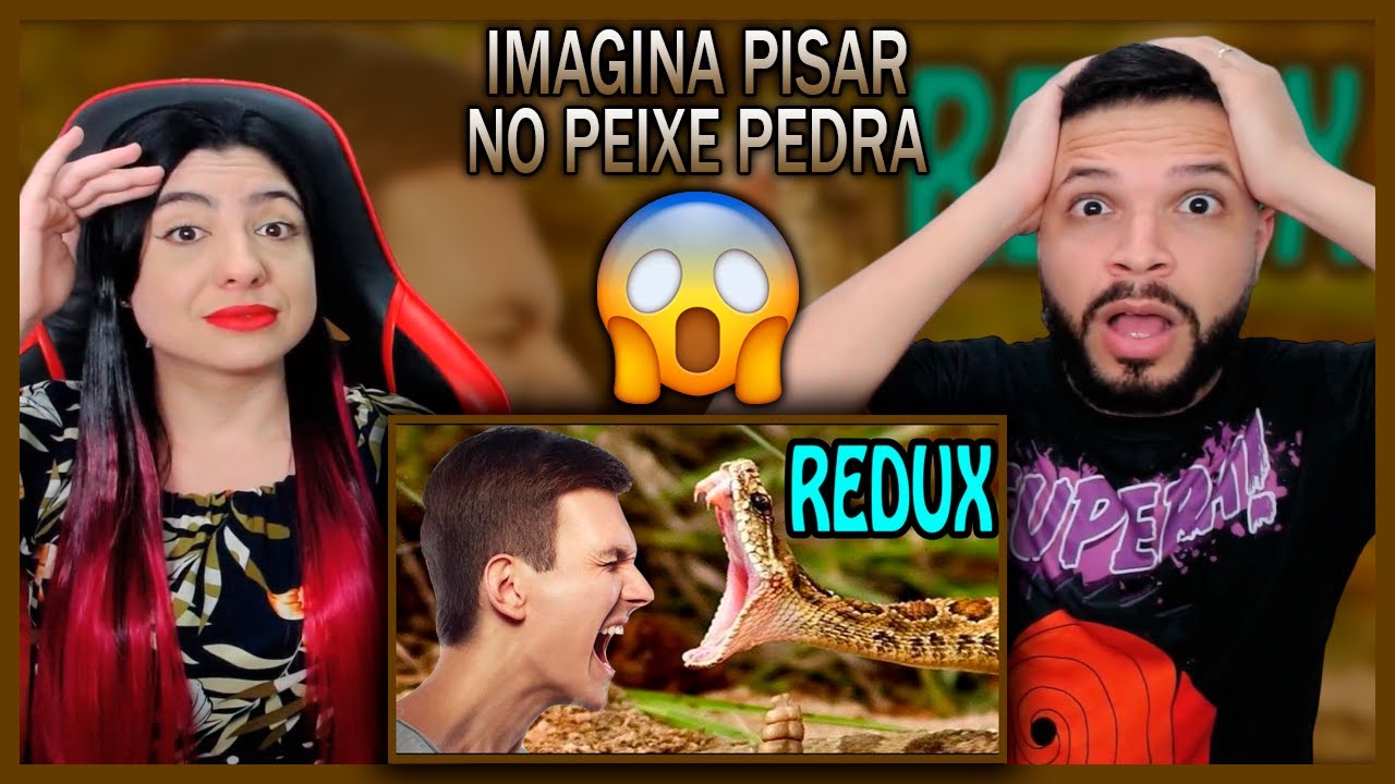 🔴 Top Animais Mais Venenosos Do Mundo Fala De Tudo React Youtube