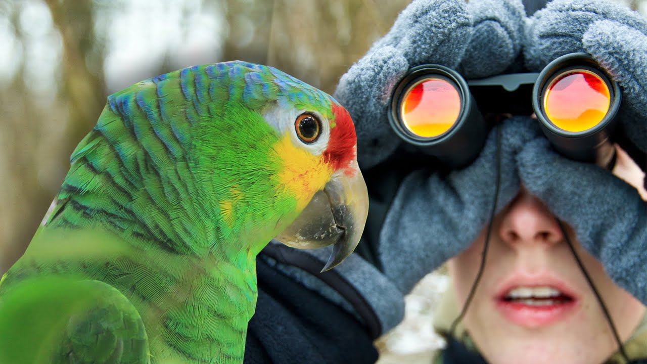 Can You Find All The Hidden Birds? - YouTube