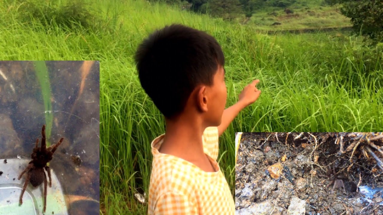 TARANTULA HUNTING - YouTube