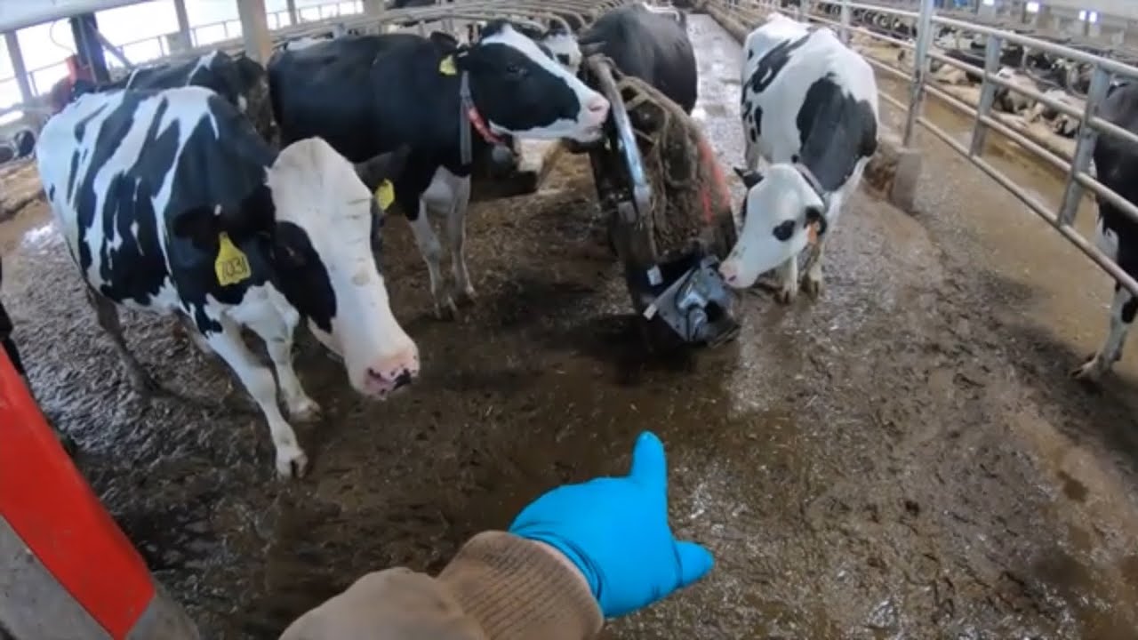 Robotic cow scraper problems - YouTube