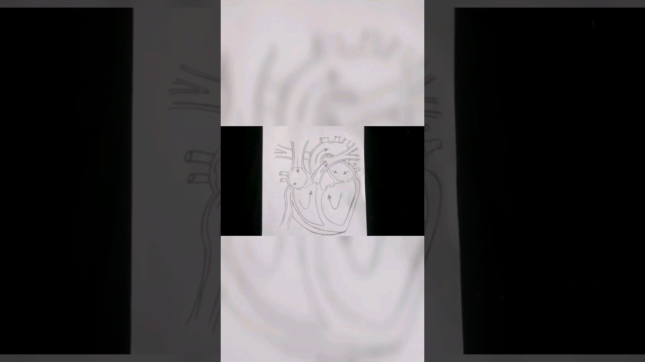 how-to-draw-human-heart-easy-to-draw-human-heart-easydrawingideas9