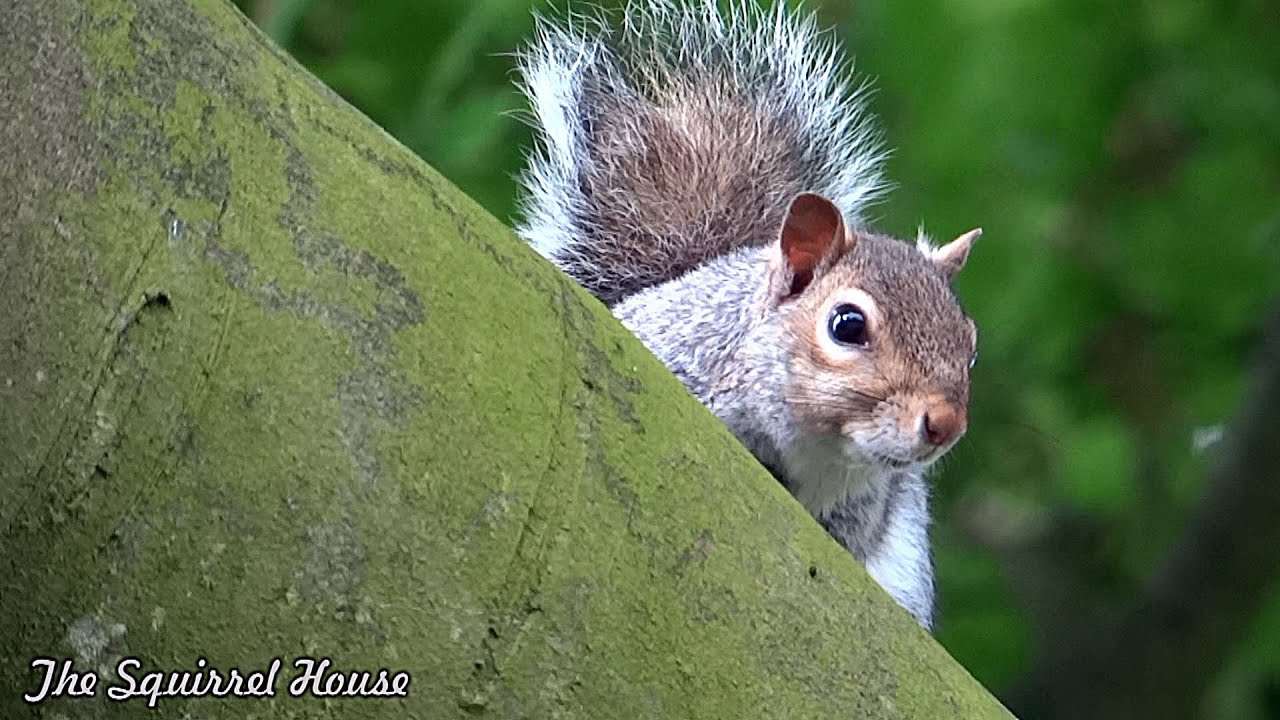 Nervous Squirrel Finally Bags a Walnut - YouTube