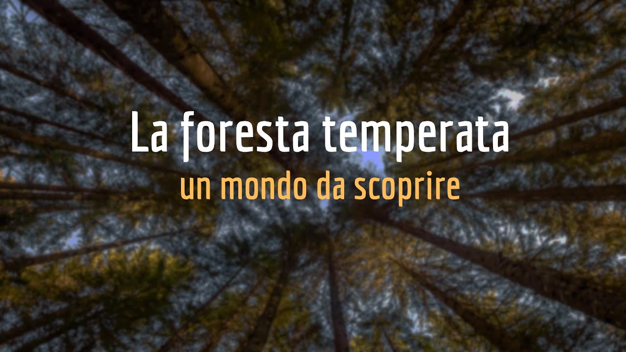 La Foresta Temperata - Un mondo da scoprire - YouTube