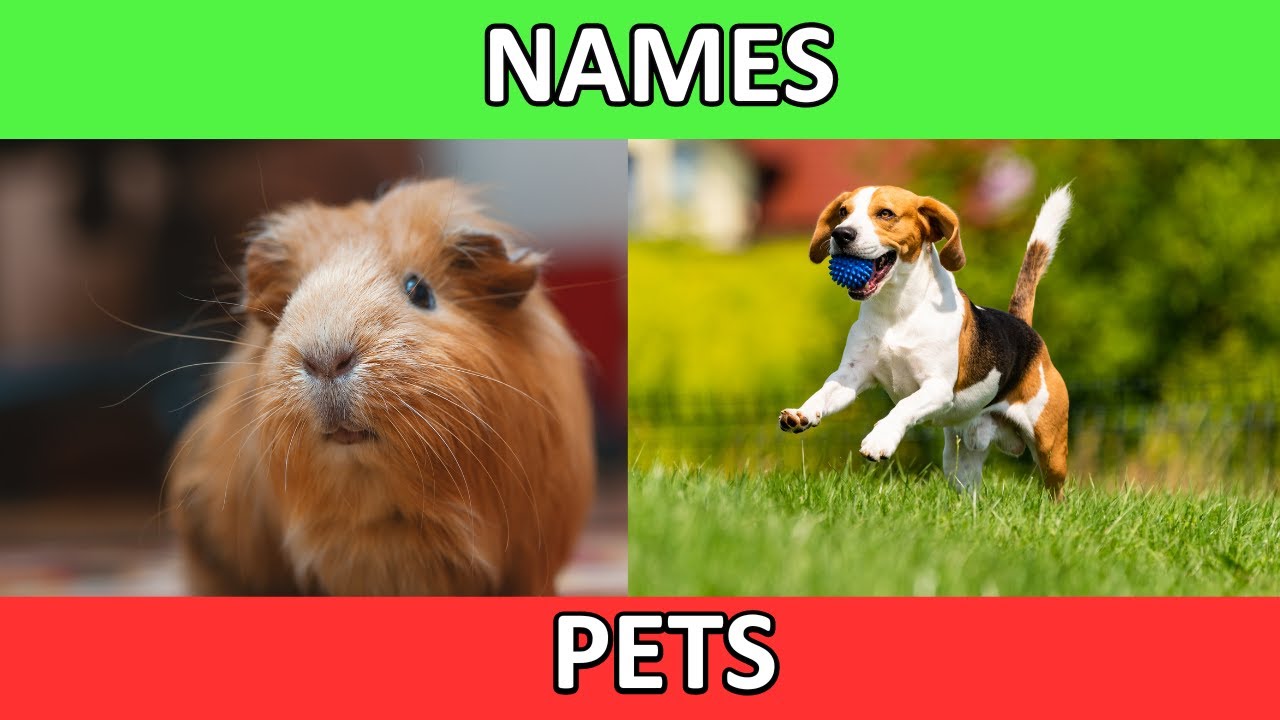 Learn Names of Pets for Kids – Pet Animal Names for Children ...
