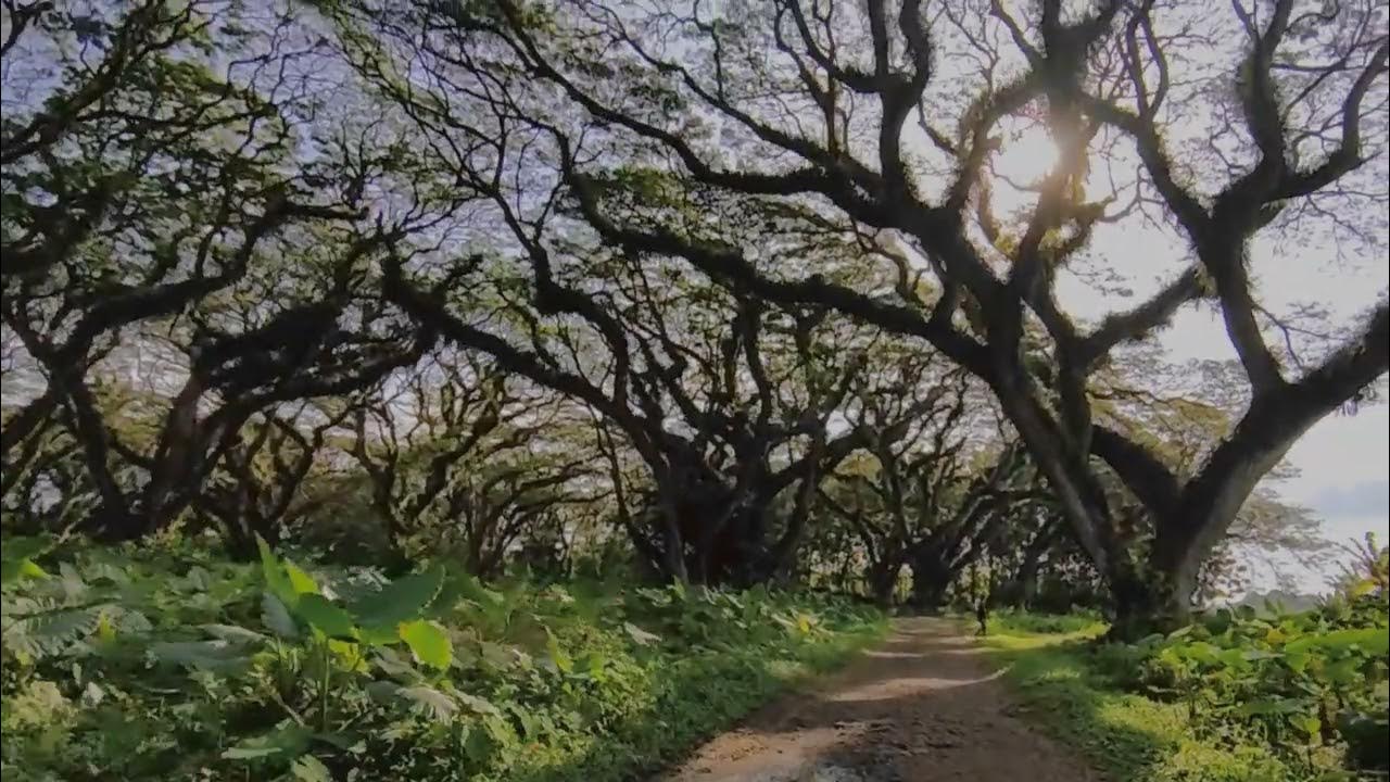 Hutan Djawatan - YouTube