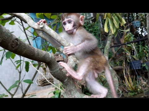 Monkey Lu Exercising In The Morning - YouTube