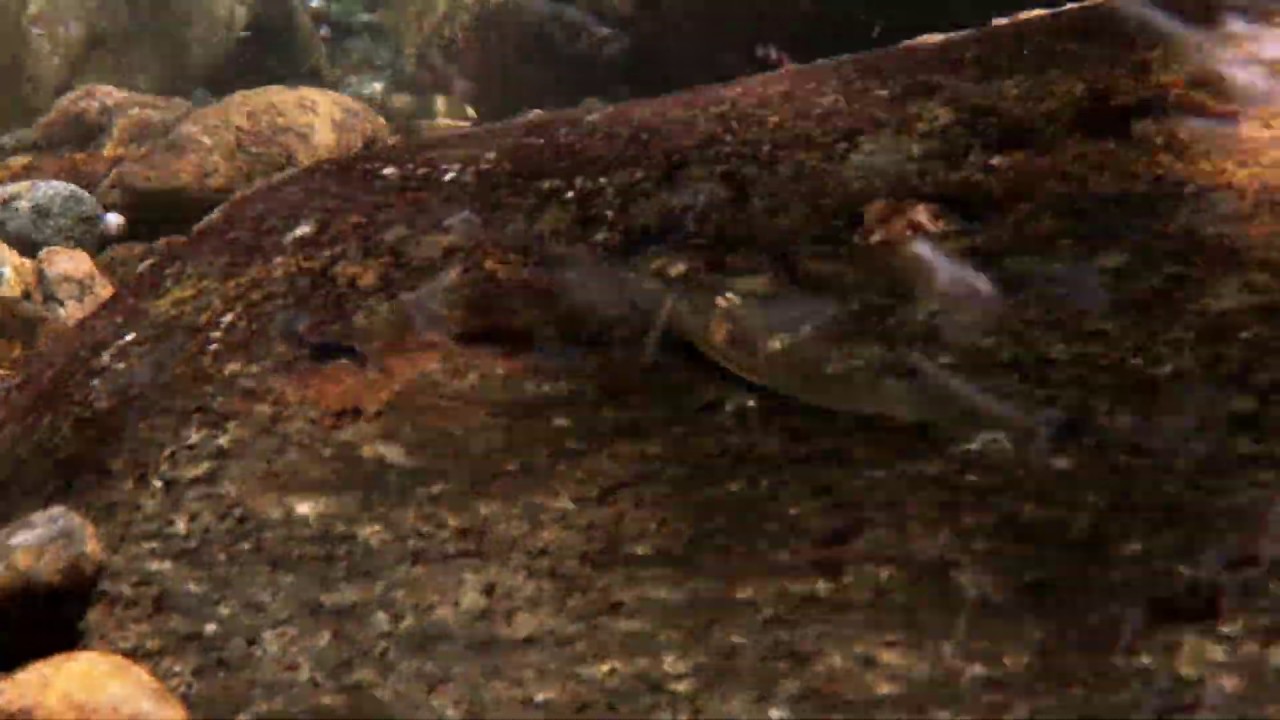 Estrella falls 03 in Palawan island (Lentipes sp.) (May 2019) - YouTube