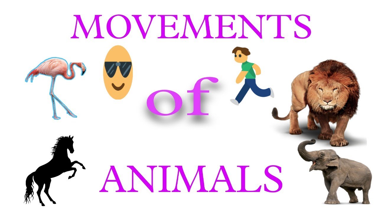 Animal movements l Bird movement l Movements of Animals/Birds - YouTube
