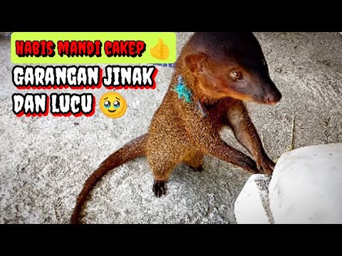 Garangan jinak/menjemur garangan habis mandi‼️ #garanganjinak #linsang ...