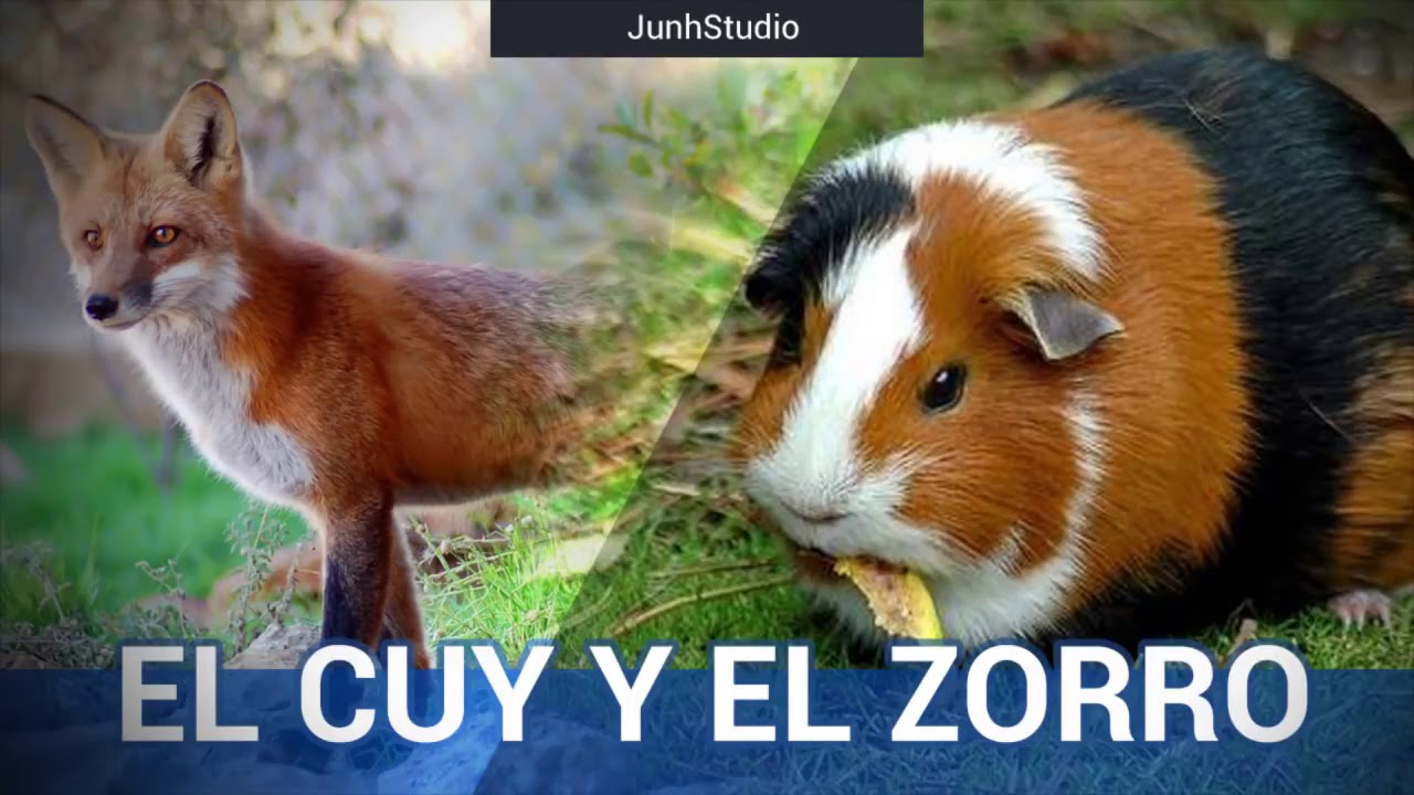 El zorro y el cuy | Cuento - YouTube