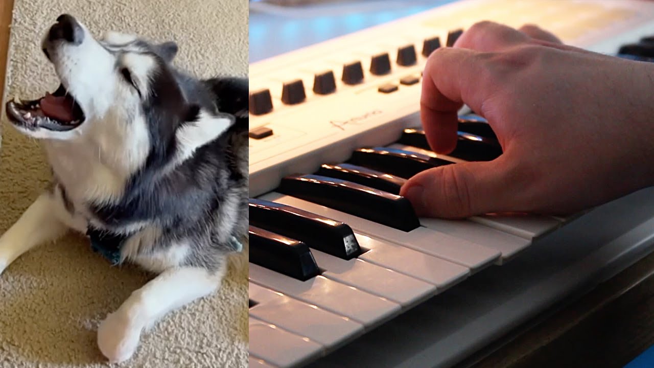 HUSKY sings POP like Ariana Grande - with Haiku the Husky - YouTube