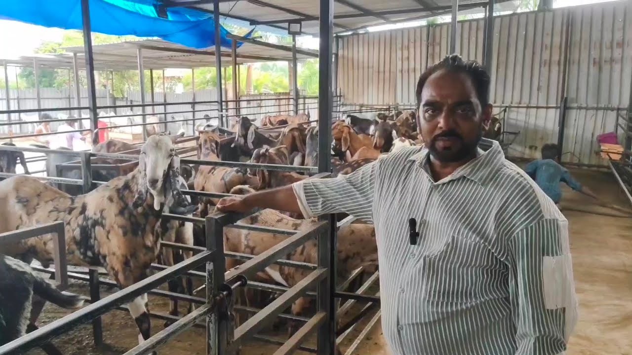 KHASSI GOAT AVAILABLE (555 PER KG) AGWAN GOAT FARM PADGA (ASHRAF BHAI ...