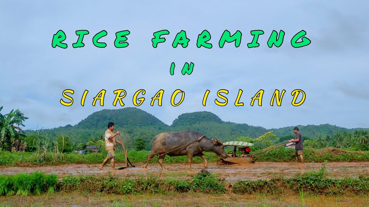 RICE FARMING | SIARGAO ISLAND | SIARGAO ALVENTURES - YouTube