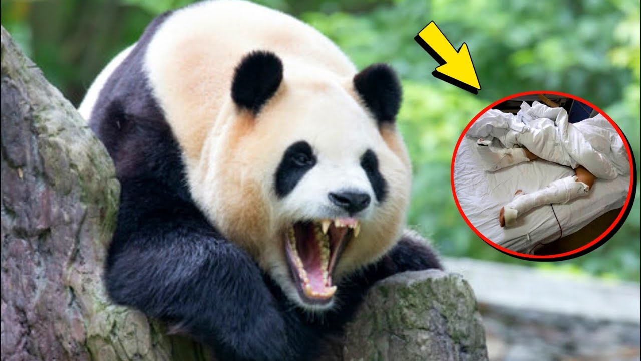 Drunk Man Climbs Into Panda Enclosure and Faces Wild Revenge in a ...
