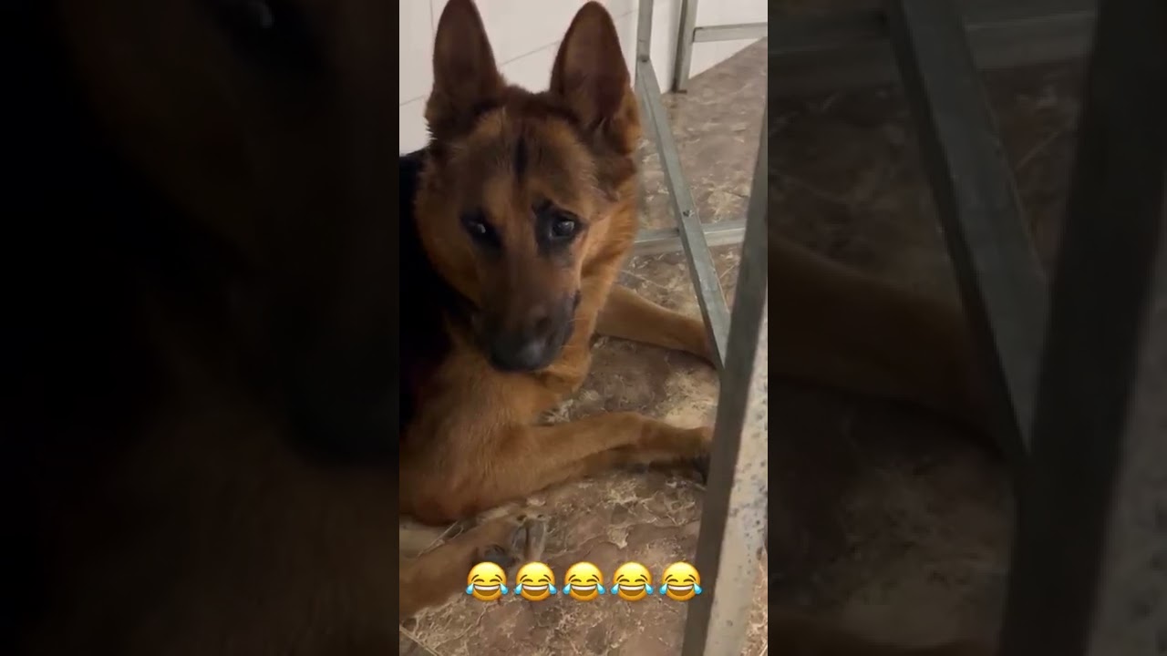 The beautiful Tida the most famous dog on Instagram La bella Tida la ...