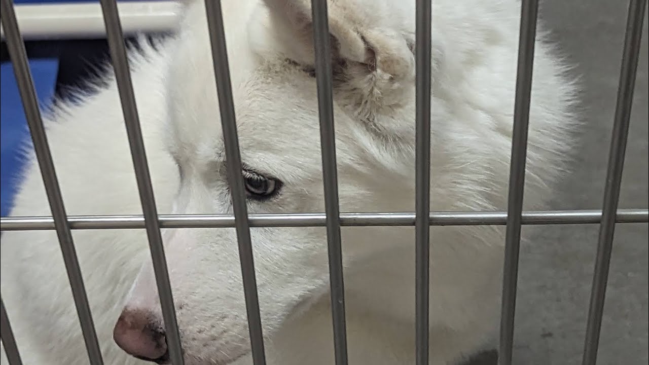 SCRAPS ANIMAL SHELTER ! Complete List of dogs as of 12/16/23 on video ...