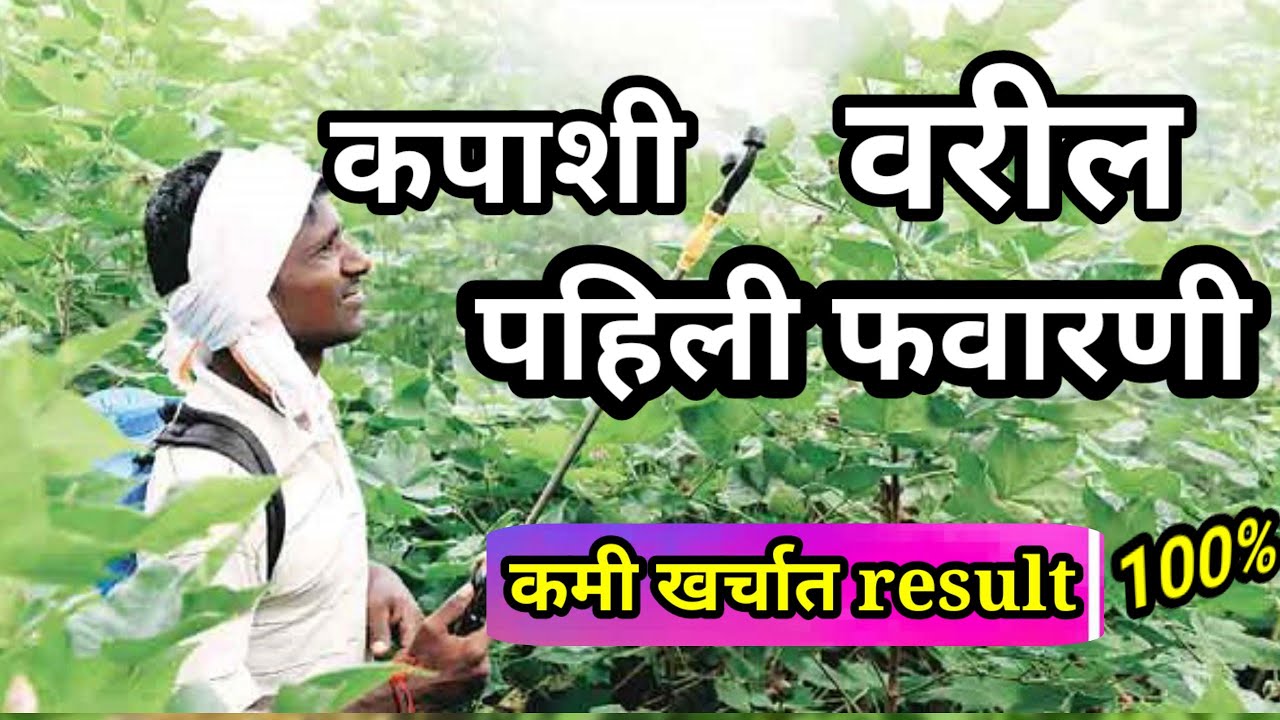 कपाशी वरील पहिली फवारणी कोणती करावी..?kapashi varil pahili fawarni ...