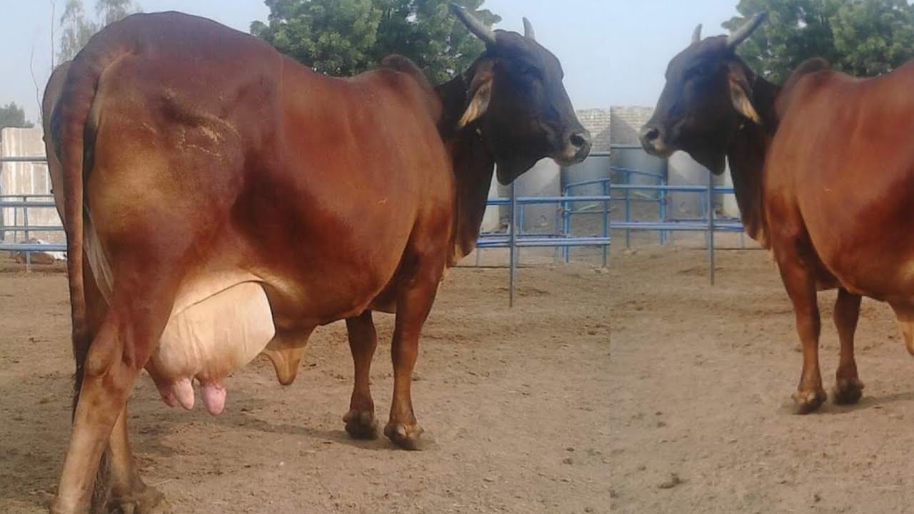 Best Red Sindhi Cow 🐂 // 1st Class Red Sindhi Cow - YouTube