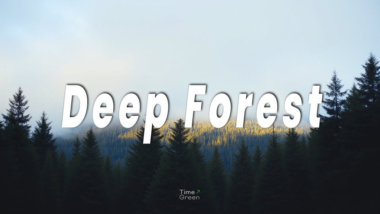 Deep Forest Chill | Nature Vibes & Chill House for Calm Focus 🌿 - YouTube
