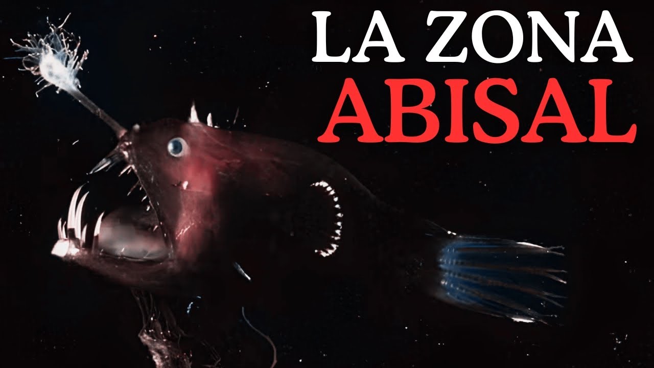 ¿Qué misterios oculta LA ZONA ABISAL? El Abismo del Silencio Profundo ...