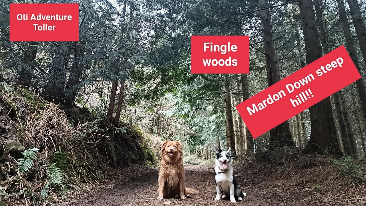 Still exploring Forestry England Fingle woods - from Mardon Down car ...