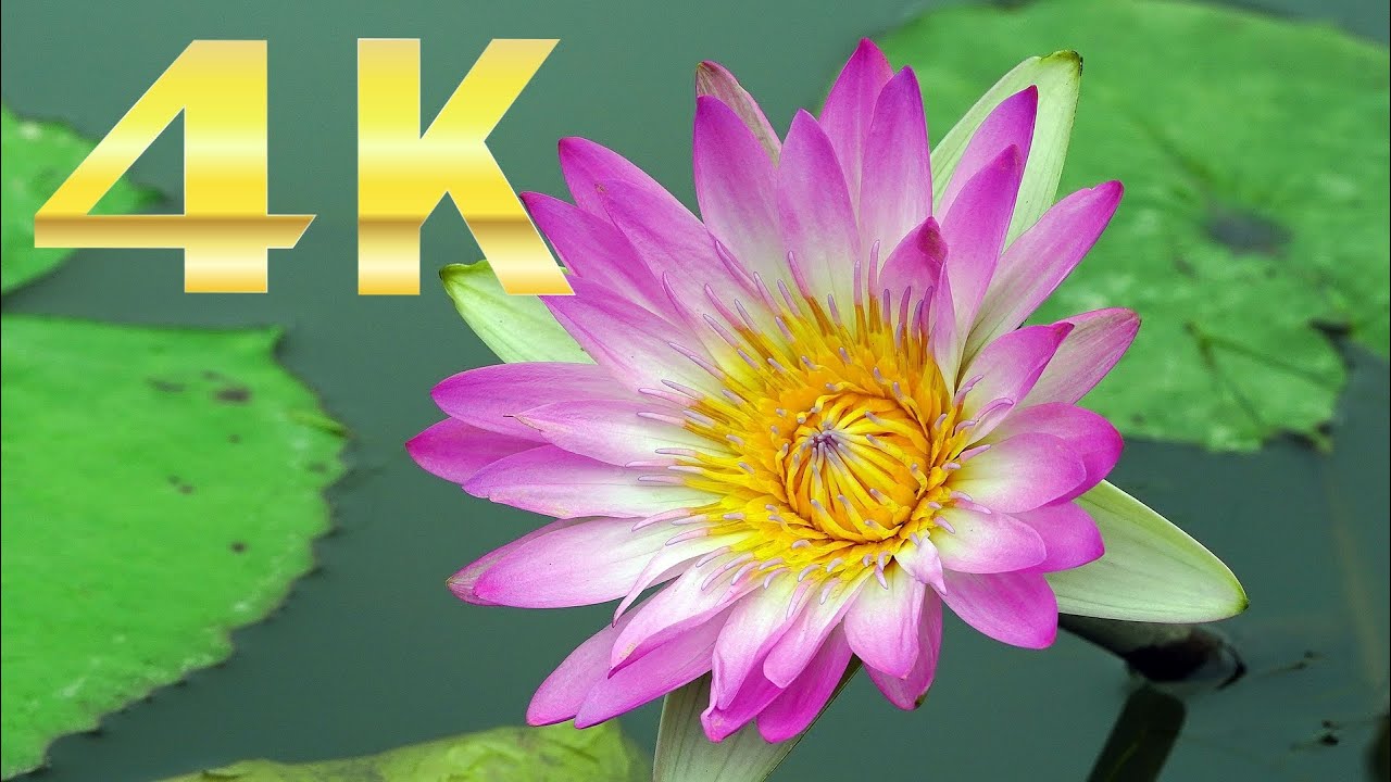 Beautiful Flowers on Lake Water 4K 💚 Awesome Nature with Relaxing Music ...