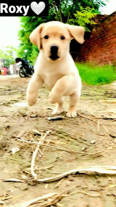 Roxy playing / Cute Labrador puppy #shorts - YouTube