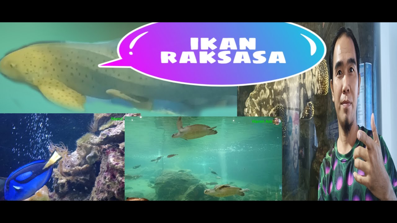 Akuarium & Muzium marin UMS Kota Kinabalu,Sabah - YouTube