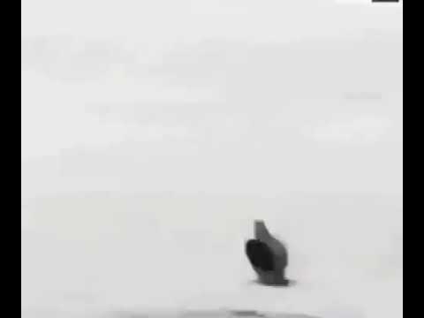 Göyərçinin Putinə salamı