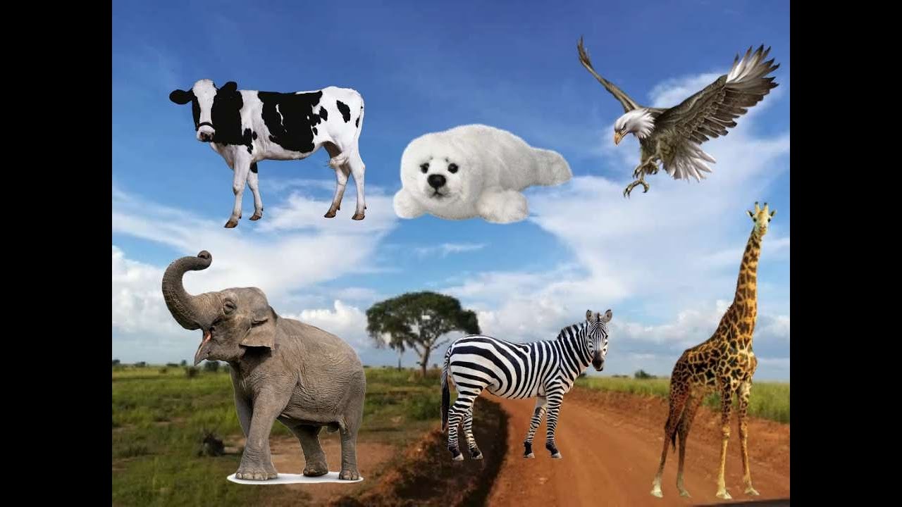Nature sounds of animals in wildlife: fur seal elephant giraffe falcon ...