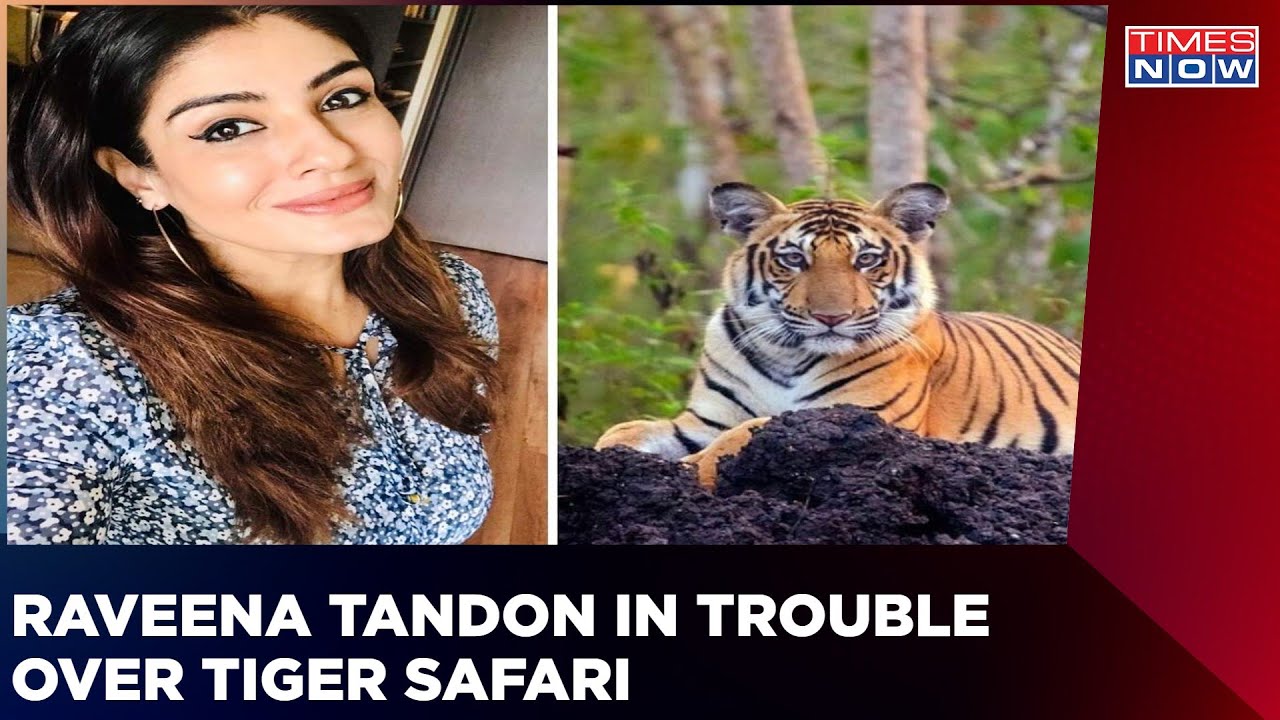 Actor Raveen Tandon In Trouble After Tiger Video | Probe Launched After ...