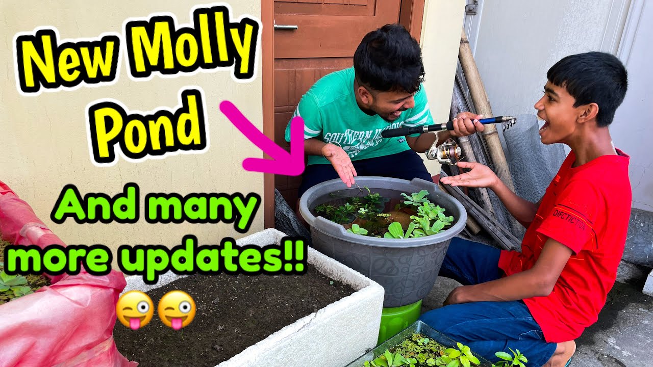 New Molly Pond🔥and All updates of my fish🤩 | Fishing Rod 🎣 | Outdoor ...
