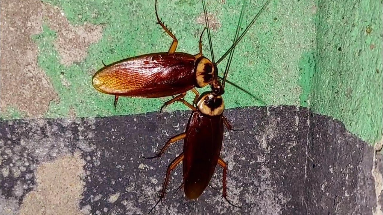 Funny Cockroach meet Telapoka funny talking Animal life. - YouTube