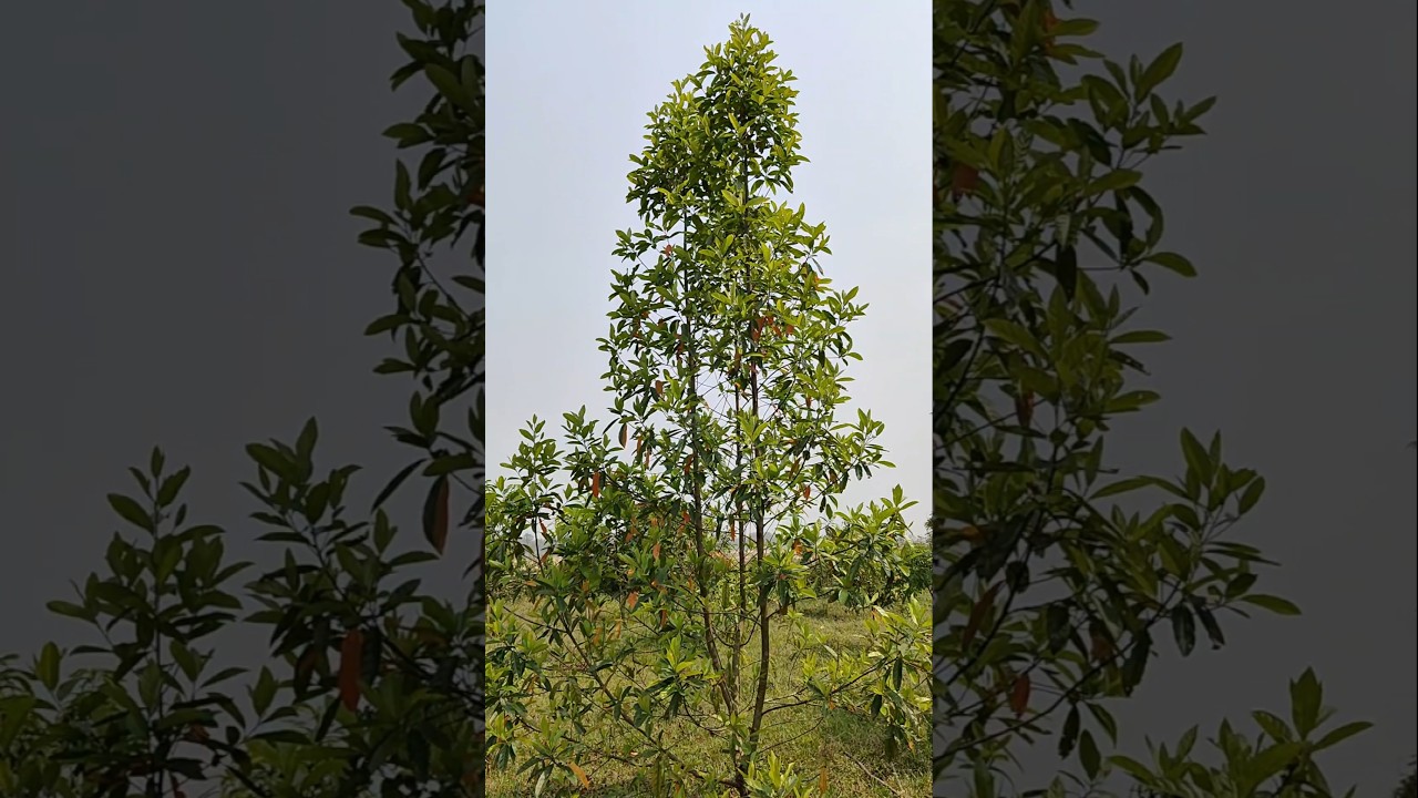 Rudraksha Tree | Elaeocarpus ganitrus | Sacred Tree #rudraksha # ...