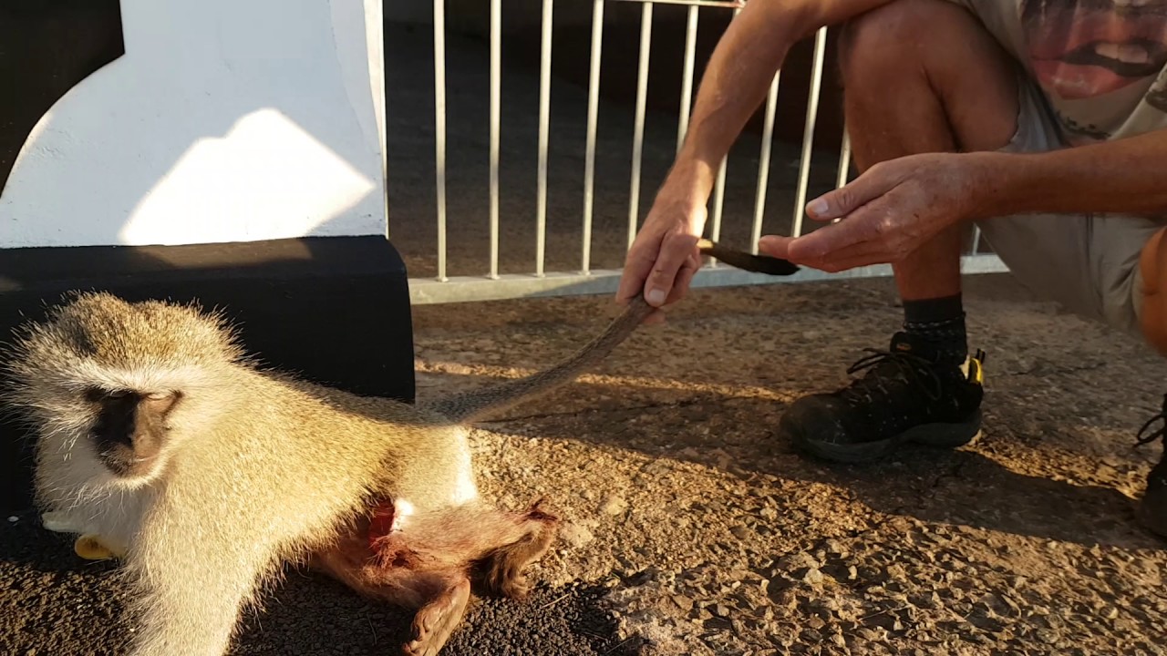 Adult male Vervet monkey dragging his paralysed lower body along the ...