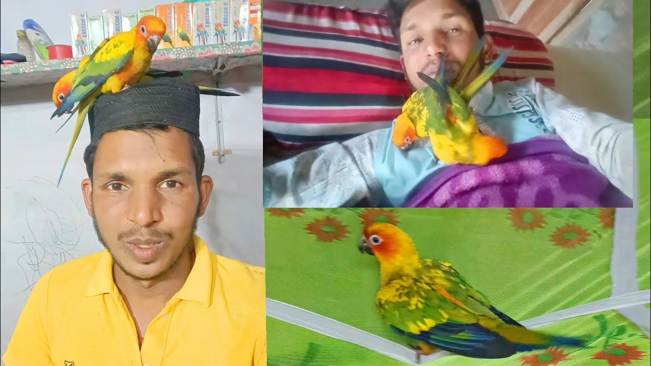 Hand tamed Sun conure // hand tamed love birds // hand tamed cockatiel ...