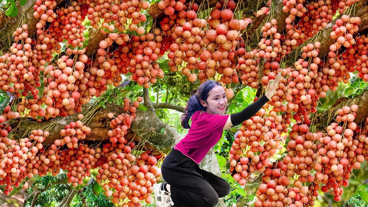I harvested 1000 DAU DA fruits in one day and sold them at the market ...