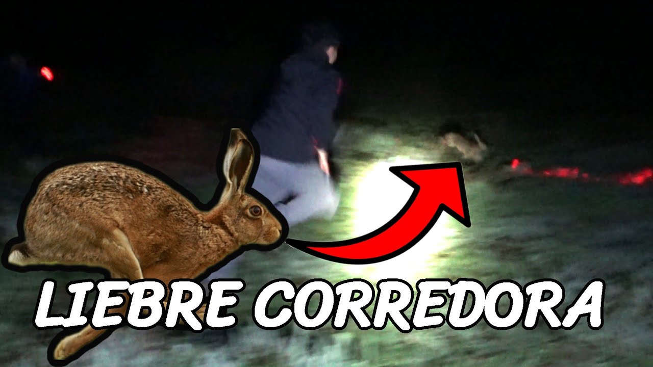 CAZA de LIEBRE / PR900W / SUR de CHILE / DOES YT - YouTube