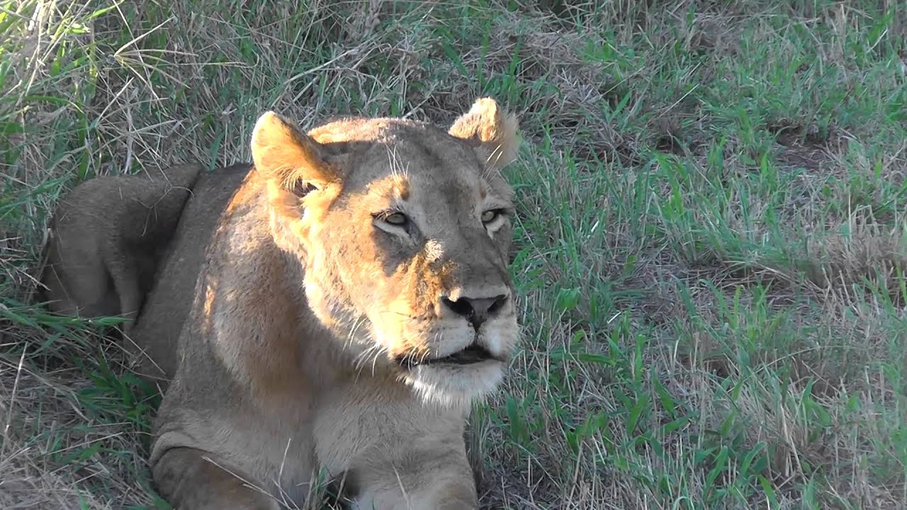 Female Lion Calling For Male To Mate At Ulusaba - YouTube