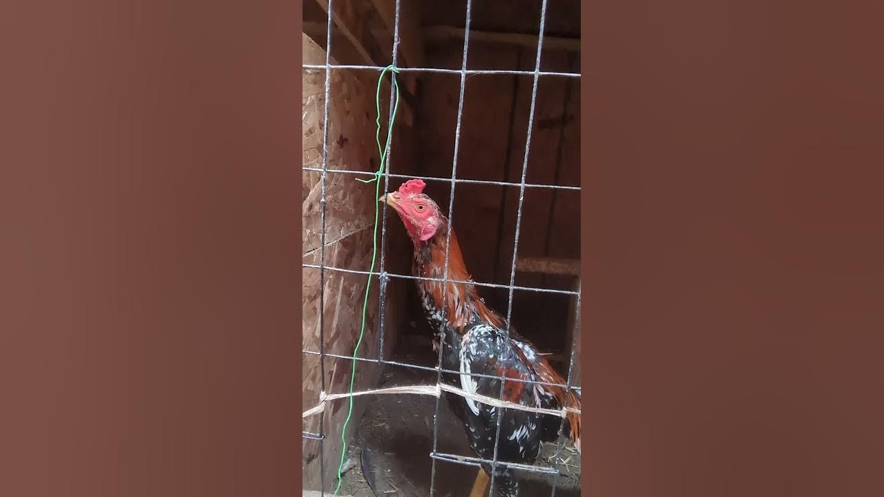 update kuv cov me nyuav qaib 2024 - YouTube